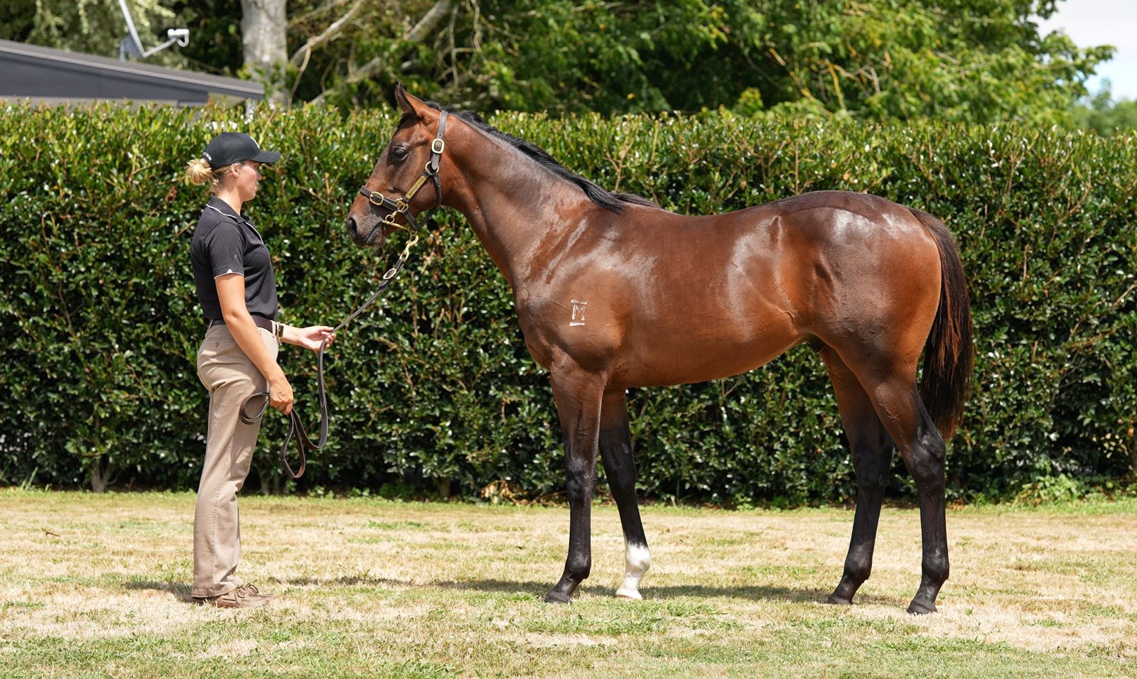Partnerships | Harness Racing & Training Stable Waikato, Graeme Rogerson