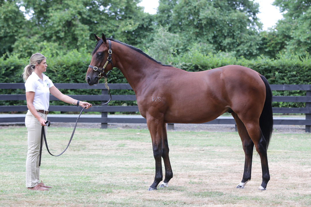 Partnerships | Harness Racing & Training Stable Waikato, Graeme Rogerson