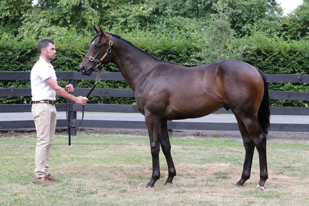 Partnerships | Harness Racing & Training Stable Waikato, Graeme Rogerson