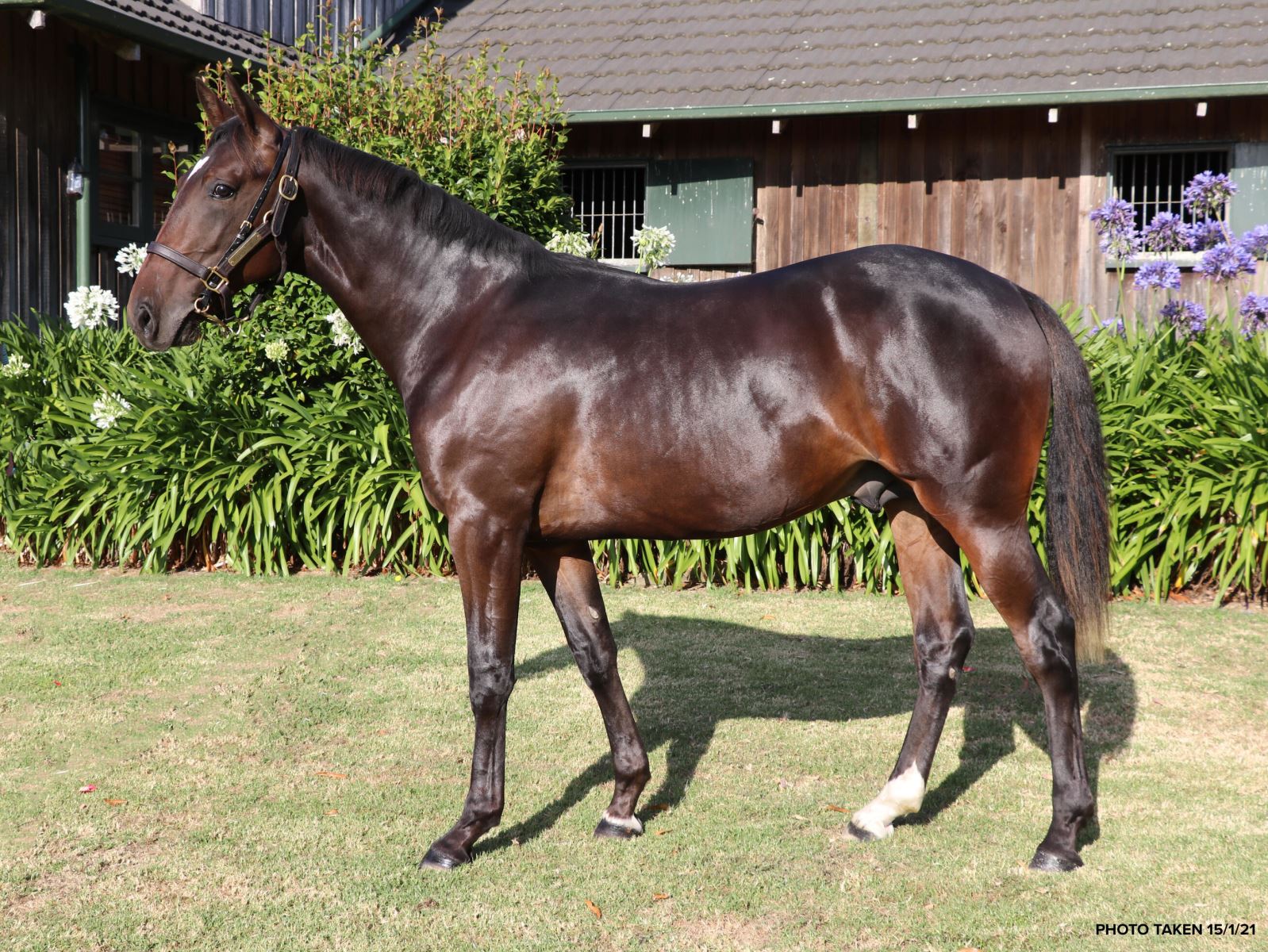 Standardbred Partnerships